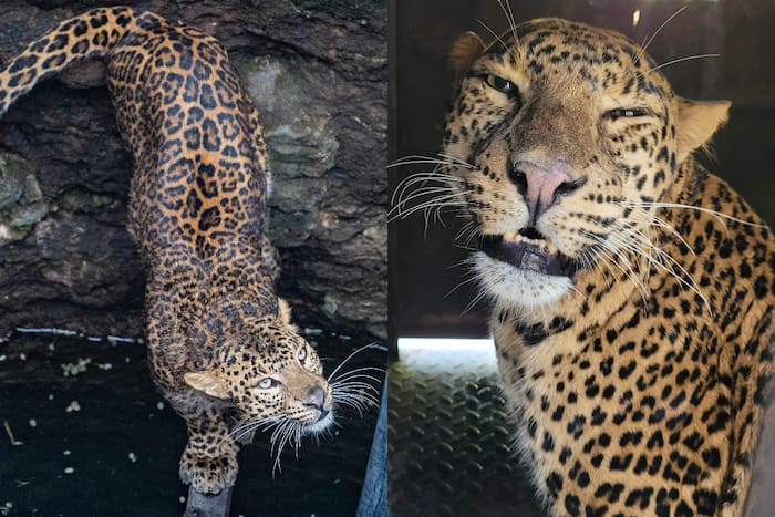 Female Leopard Rescued From 50 Feet Deep Well By Wildlife SOS And ...