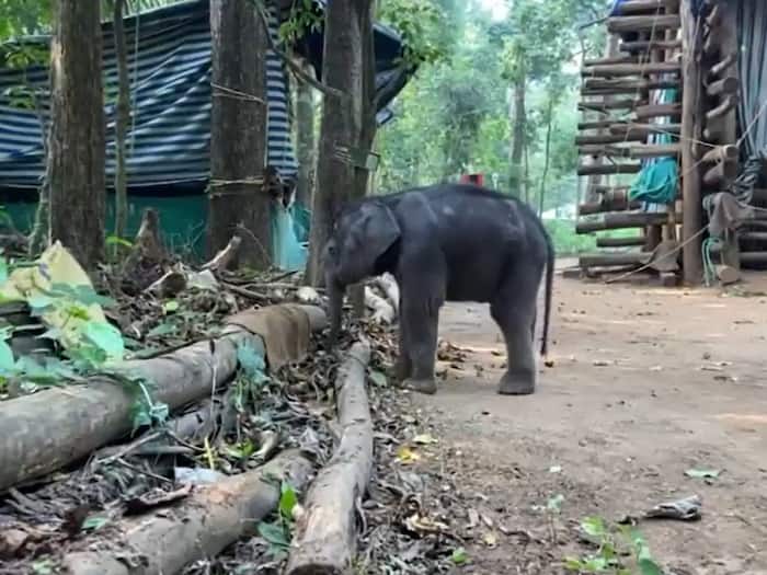 WATCH 6 month Old Elephant Calf Kanmani Returns To A New Life In Kerala ...
