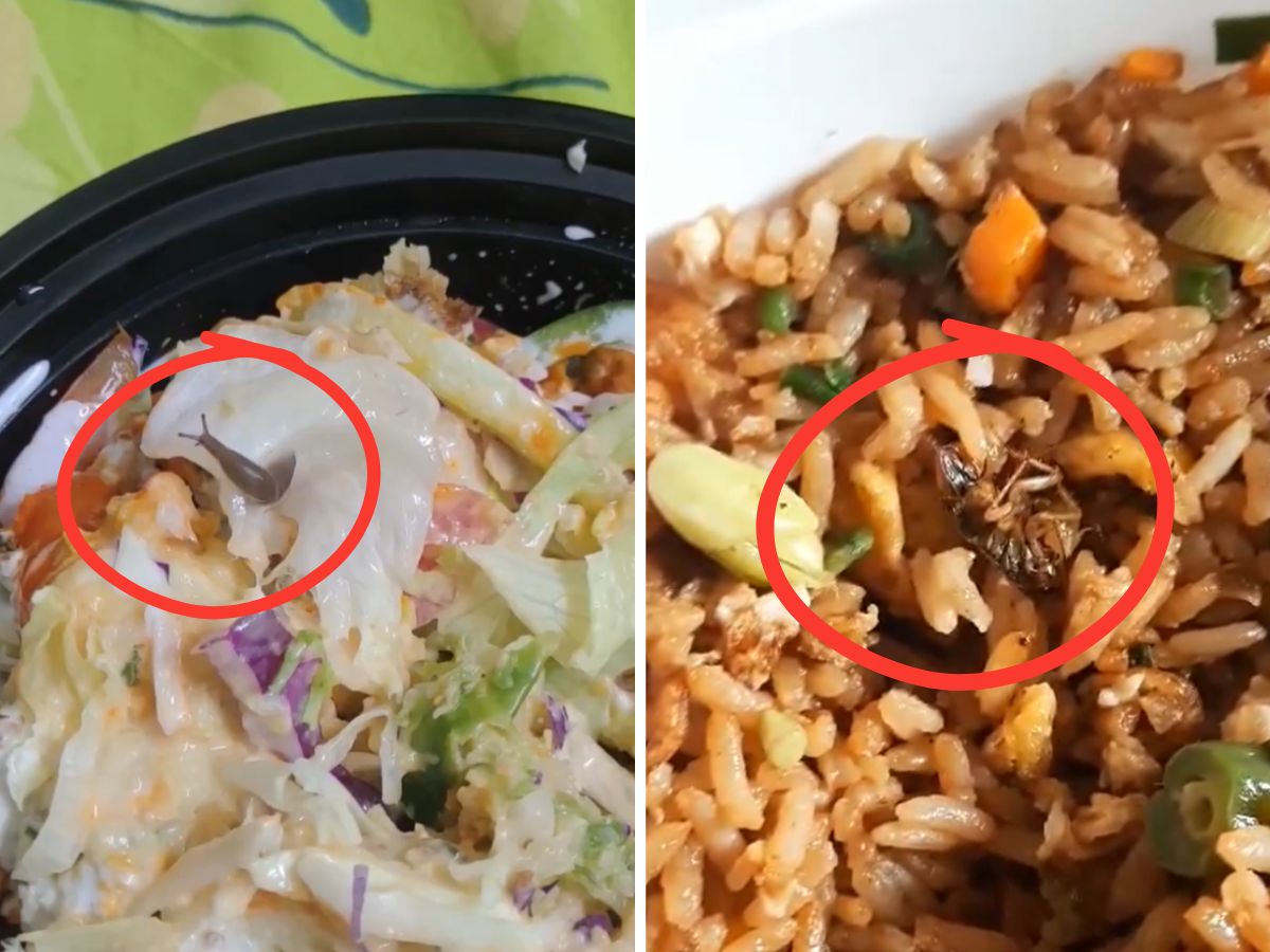 'Live' Snail In Salad Ordered On Swiggy, Dead Cockroach In Fried Rice ...