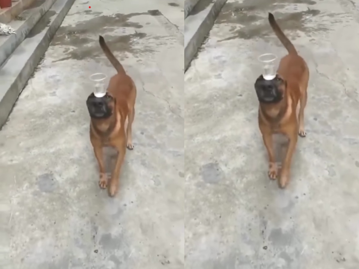 Dog Viral Video: कुत्ते ने किया ऐसा करतब कि देखते रह गए लोग, इंटरनेट पर ...