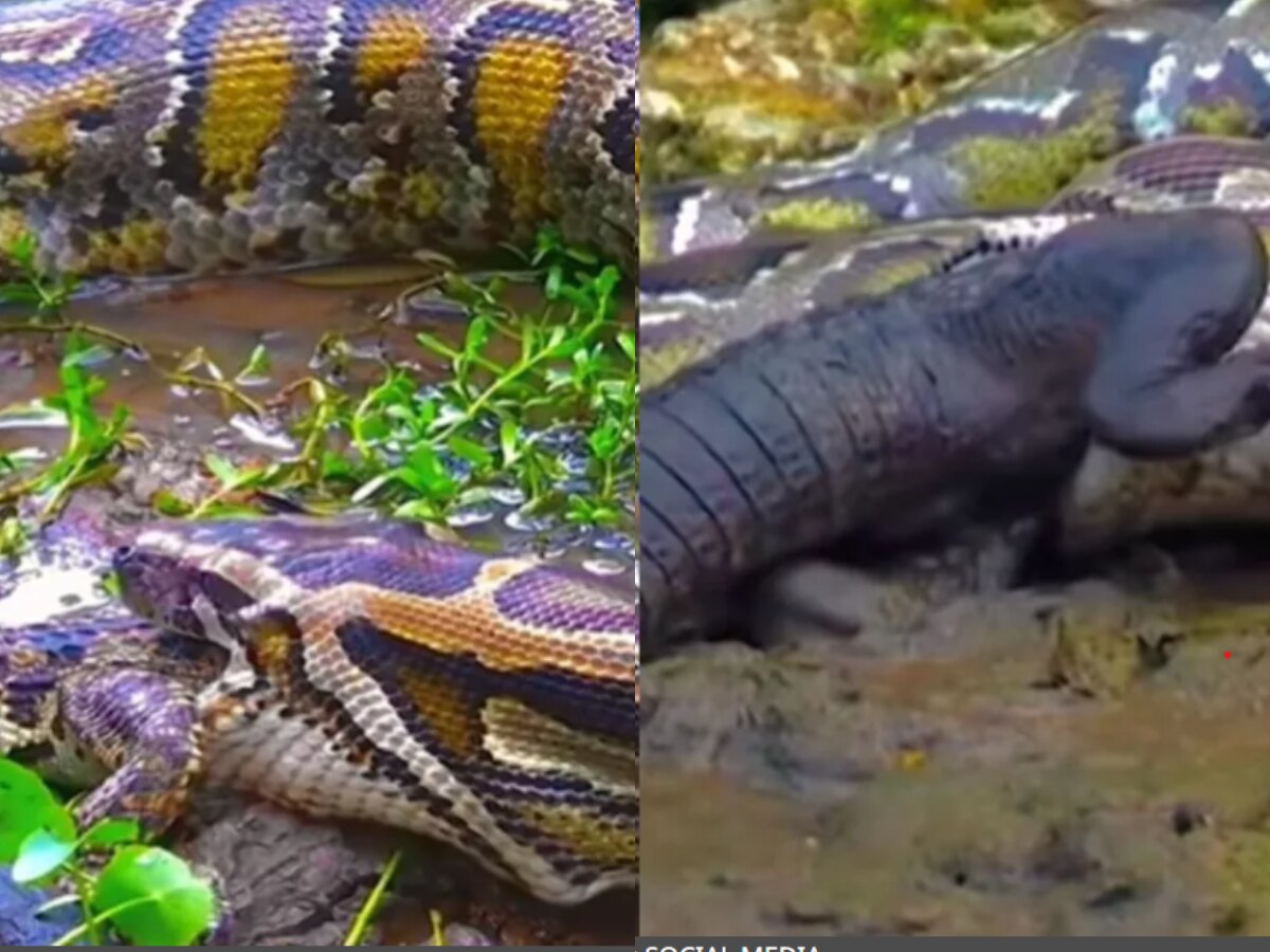 Crocodile V/S Pyhton Viral Video: मगरमच्छ को अपना शिकार बनाकर निगल गया ...