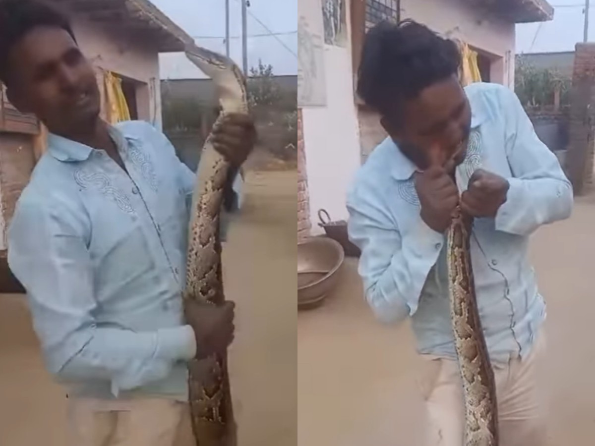 Azgar Ka Video: अजगर पर ही भारी पड़ गया बंदा, मुंह दबोचा तो जबड़ा ही चीरने लगा | देखें वीडियो