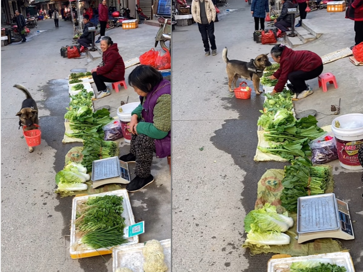 Dog Viral Video: दुकानदार से पैसे देकर सब्जी खरीदता डॉग, वीडियो देखकर ...
