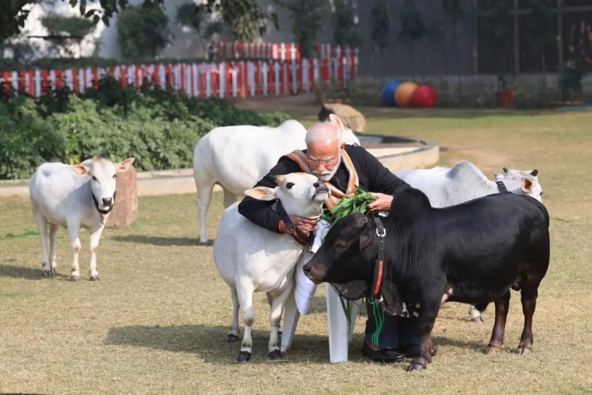 PM Modi Feeds Cows at His Residence on Makar Sankranti | Pics Inside