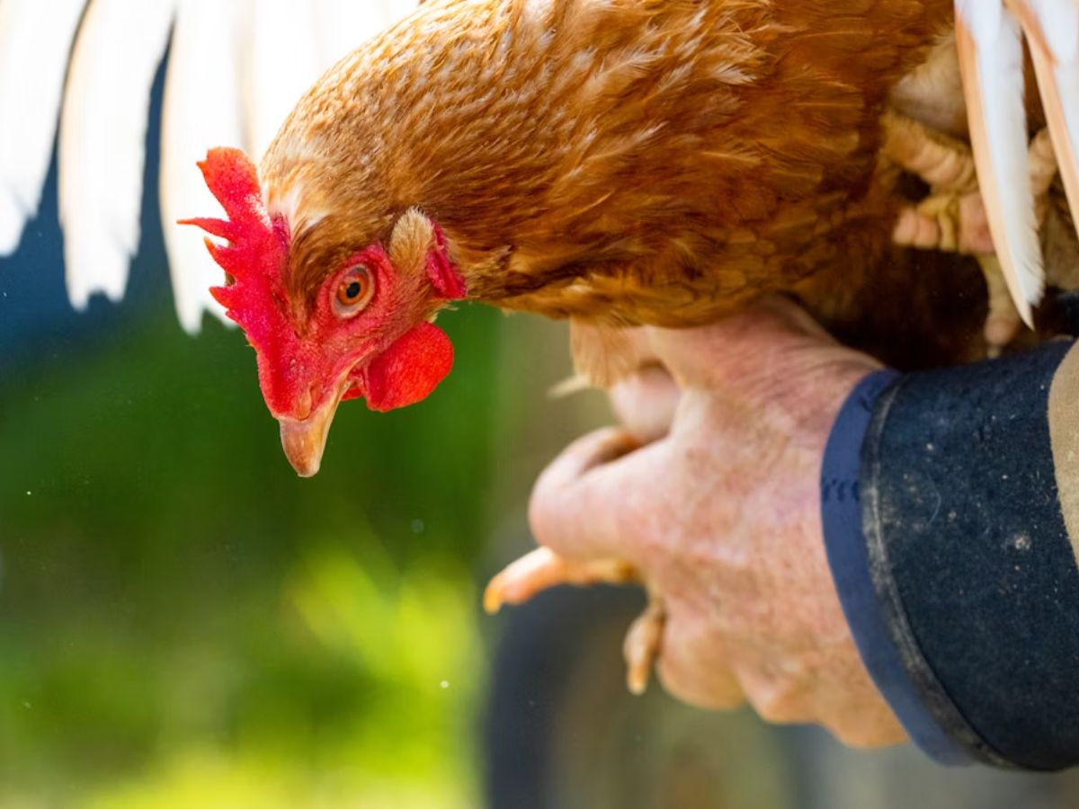 Wait What Chicken Receives 24x7 Police Protection In Punjab, Heres Why