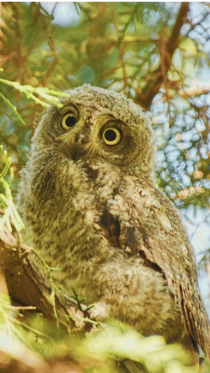 10 Exotic Birds Exclusively Found On Indian Islands