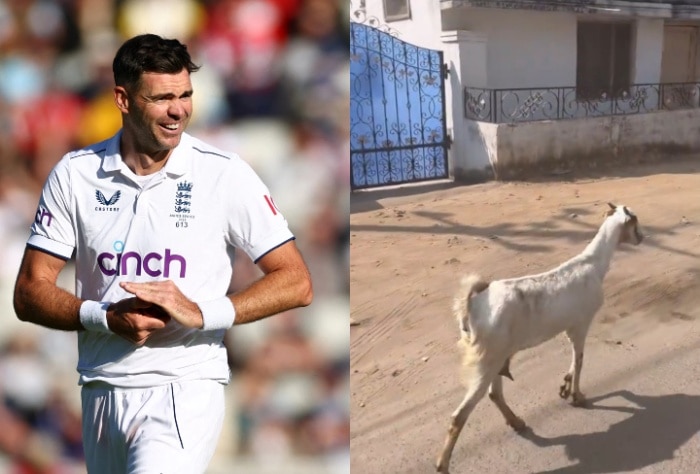 England Barmy Army ROASTS Jimmy Anderson With GOAT Reference Ahead of ...