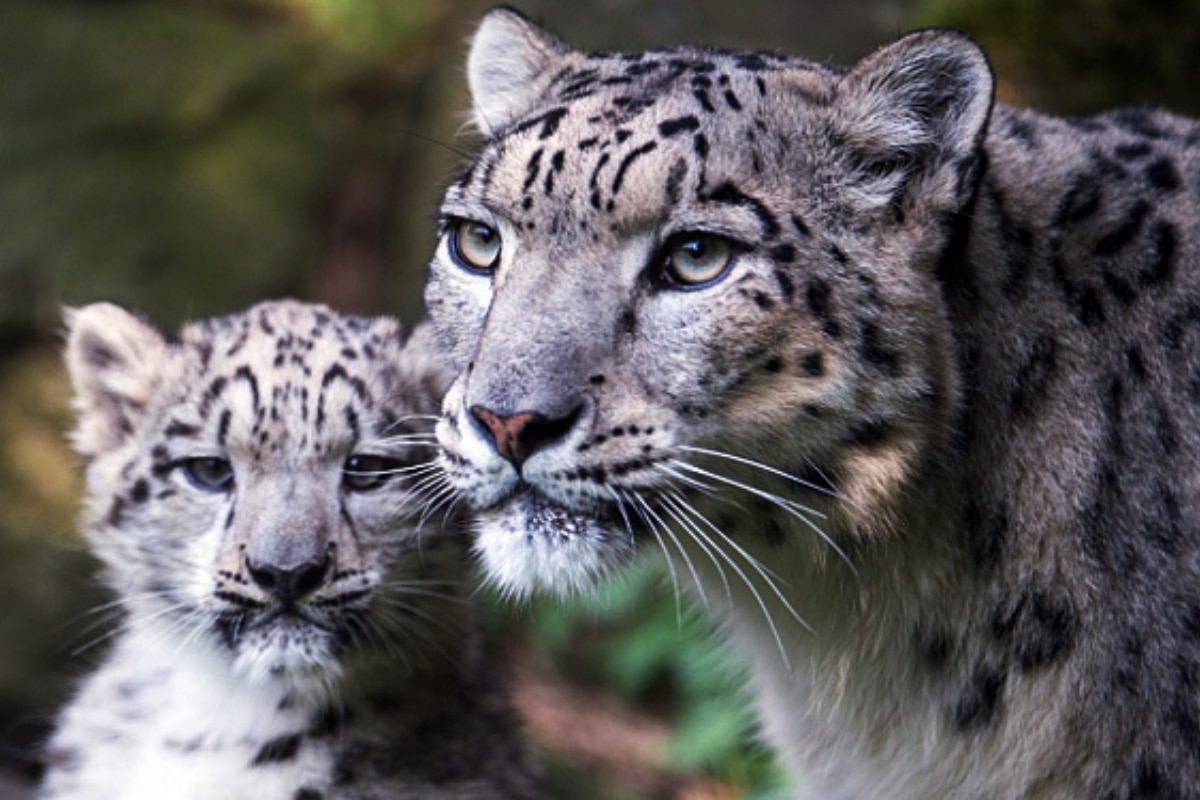 India's Snow Leopard Population Stands At 718, Two-third In Ladakh Alone