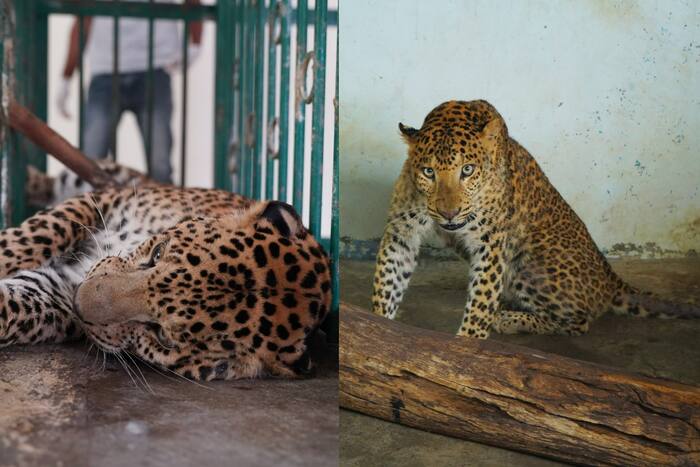 Leopard Rescued By Maharashtra Forest Department, Released After ...