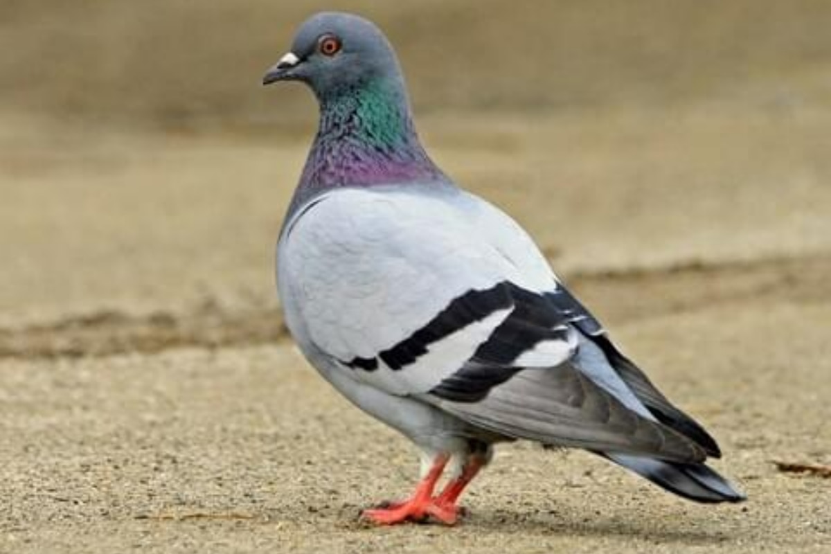 ‘Chinese Spy Pigeon’ In Mumbai Gets ‘No Objection’ From Police ...