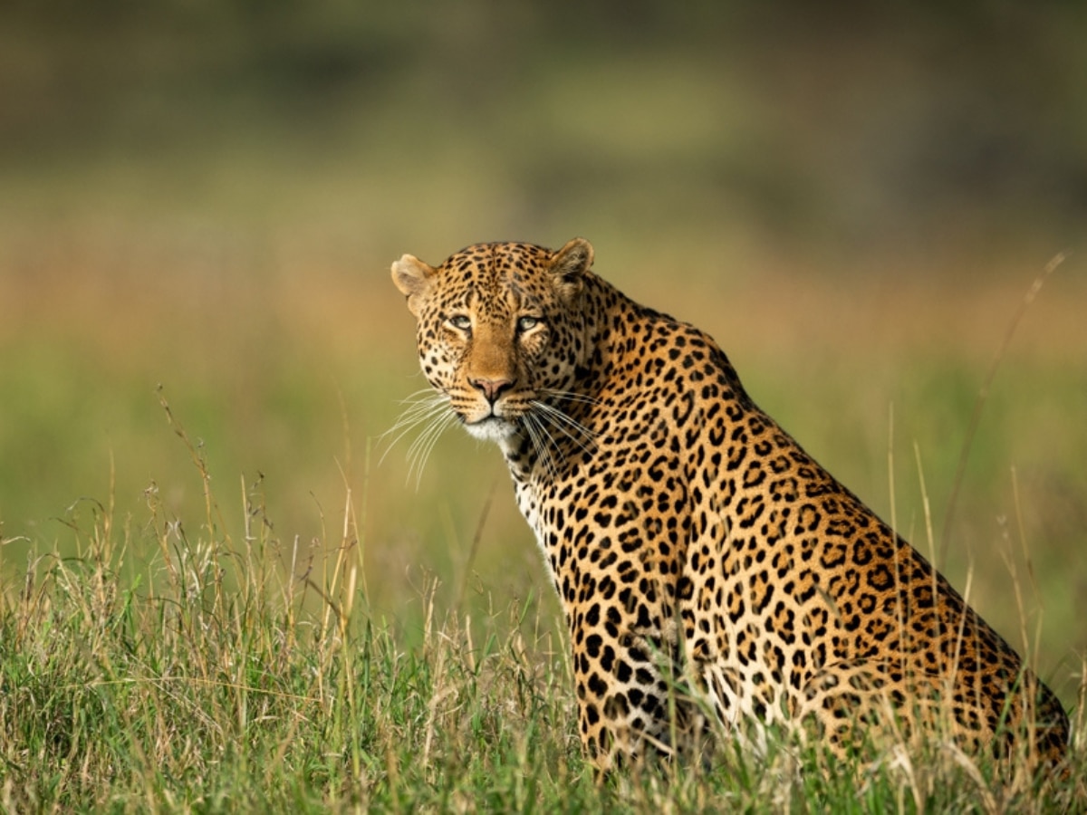 Leopard Viral Video: गुरुग्राम के एक घर में घुसा तेंदुआ, वीडियो वायरल, लोगों में फैली दहशत