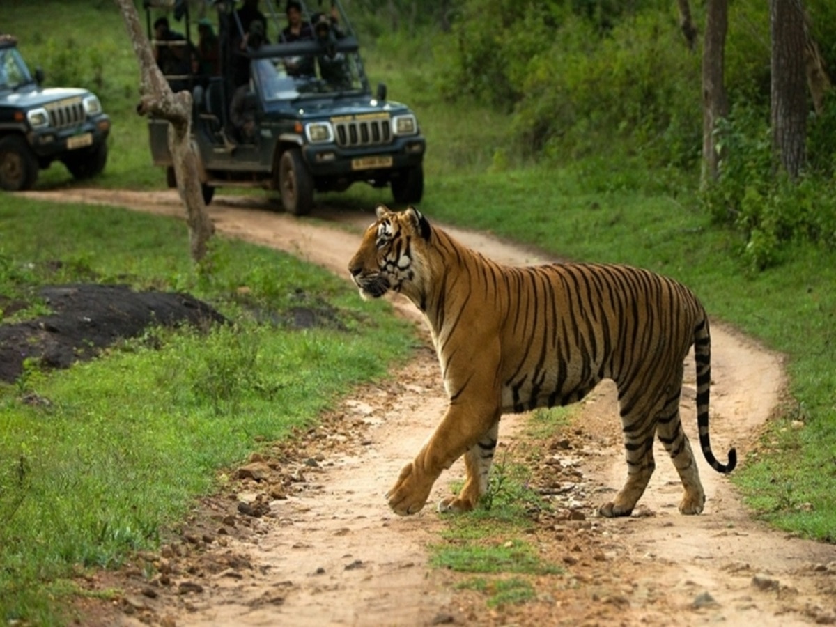Bandipur National Park: इस बार घूमिए बांदीपुर राष्ट्रीय उद्यान, जानिए कैसे पहुंचें यहां?