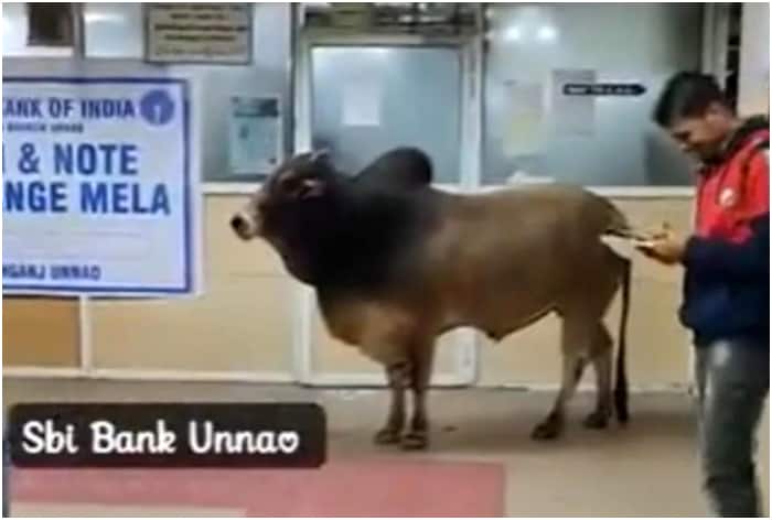 Wait, What! Bull Visits SBI Branch In UP, Watch What Happens Next
