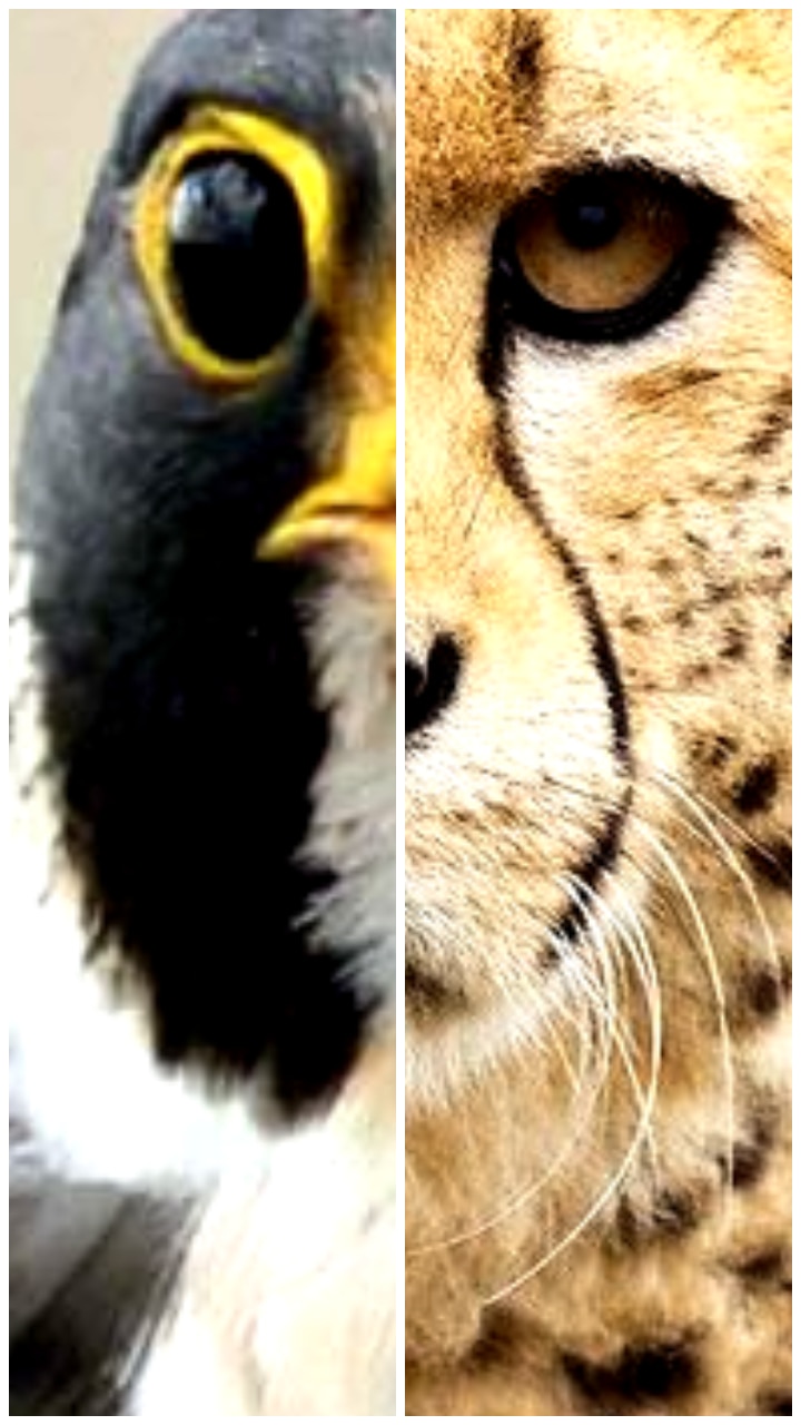 ‘390 km/h’! FASTEST Creatures On Blue Planet Ranked