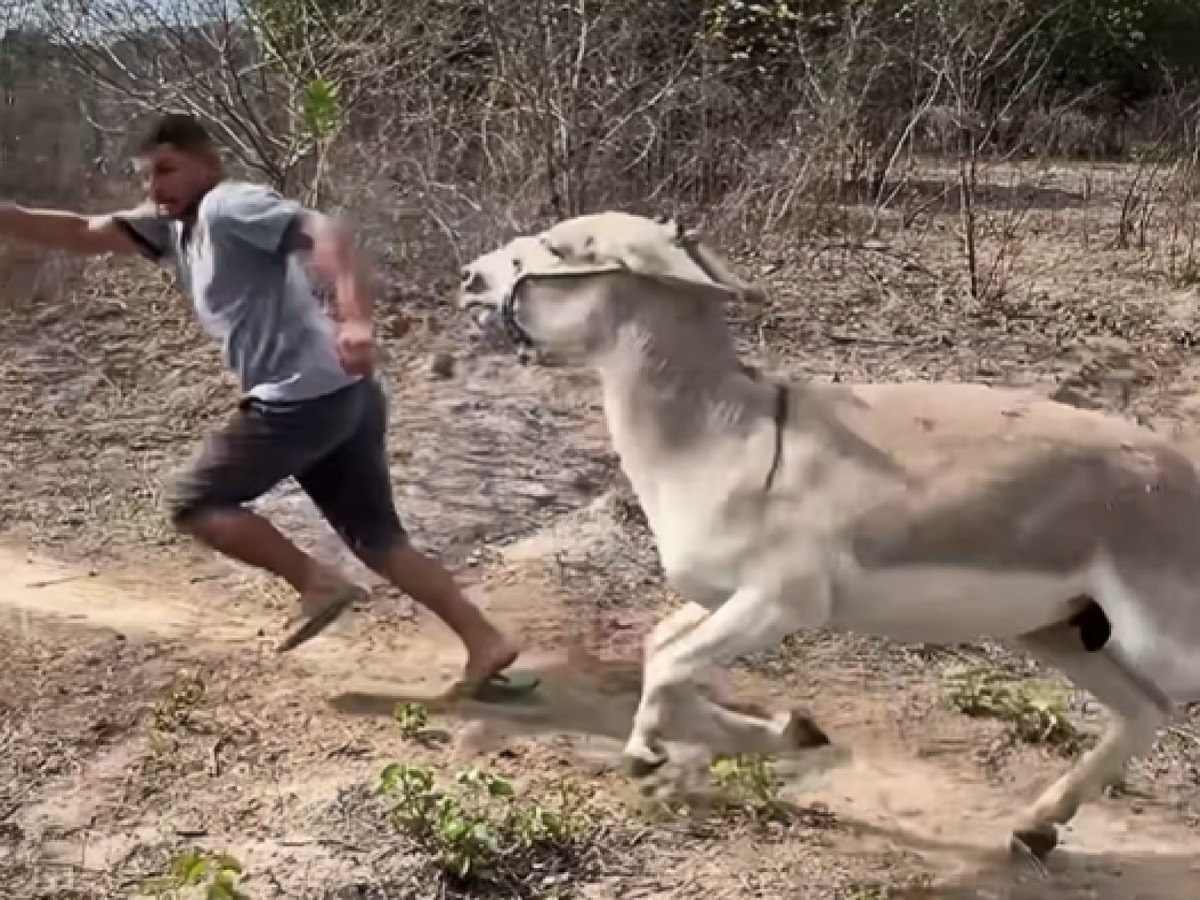 Gadhe Ka Video: गधे ने दो गलती माफ की, मगर तीसरे में लड़के को नानी याद ...