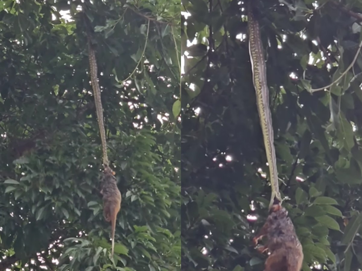 Azgar Ka Video: शिकार दबोचकर 12 घंटे पेड़ पर झूलता रहा अजगर, जो हुआ ...