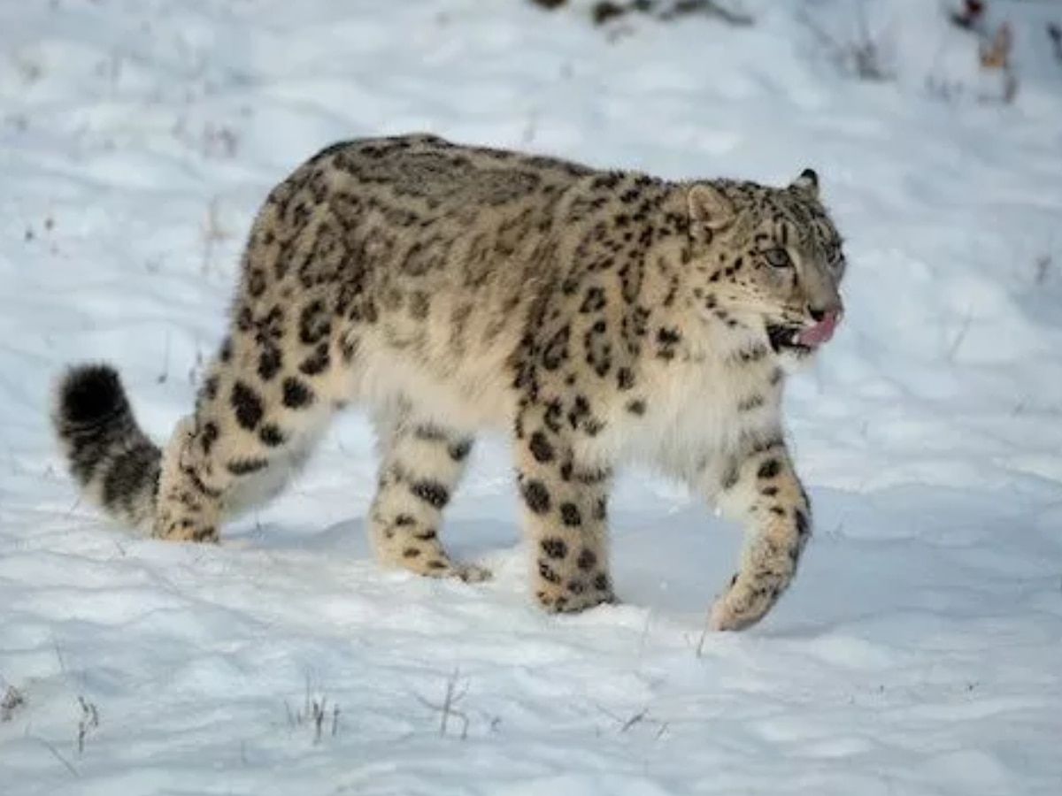 भारत में 718 स्नो लेपर्ड, लद्दाख में सबसे ज्यादा