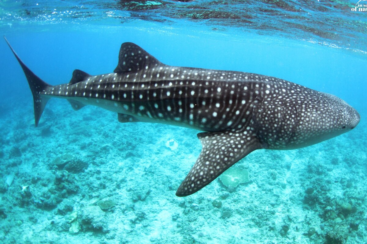 Wildlife Trust Of India Takes ‘Save The Whale Shark’ Campaign To ...