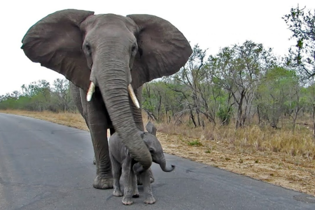 Mother Elephant Killed By Train, Baby Elephant Survives, Under ...