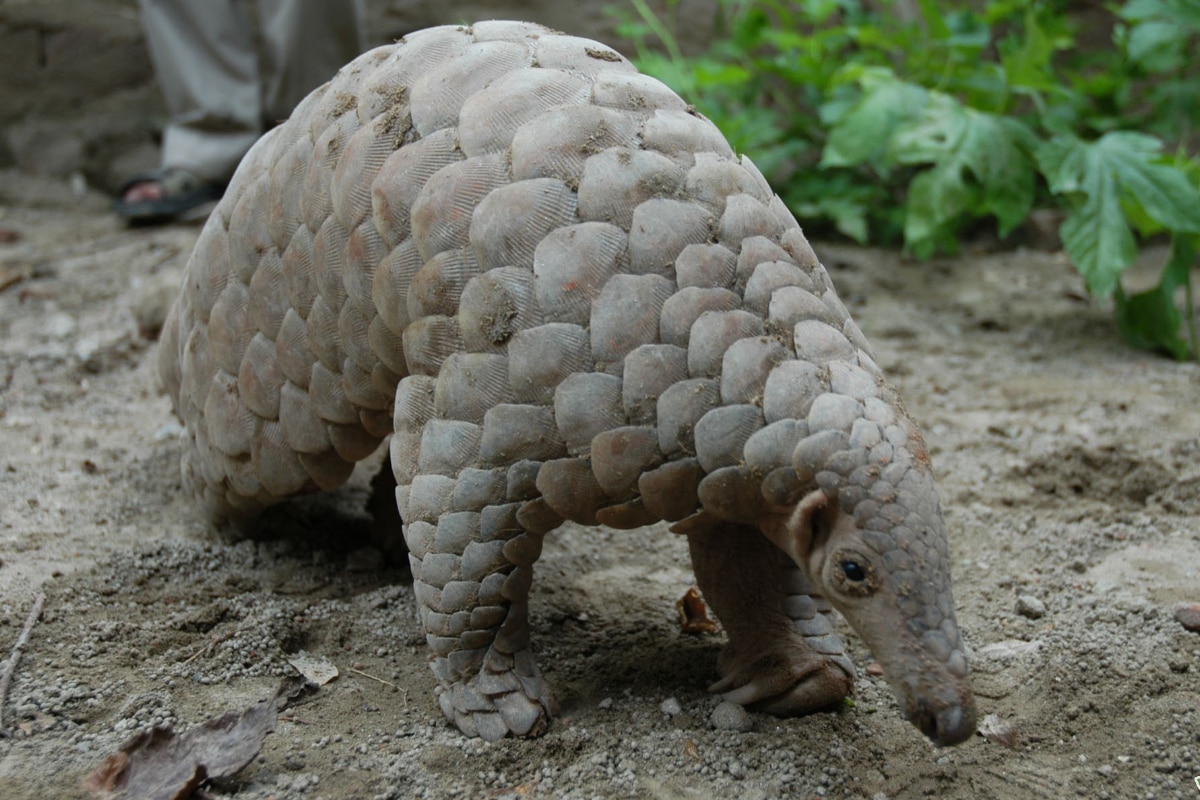 World Pangolin Day: World’s Most Trafficked Animal And Conservation ...
