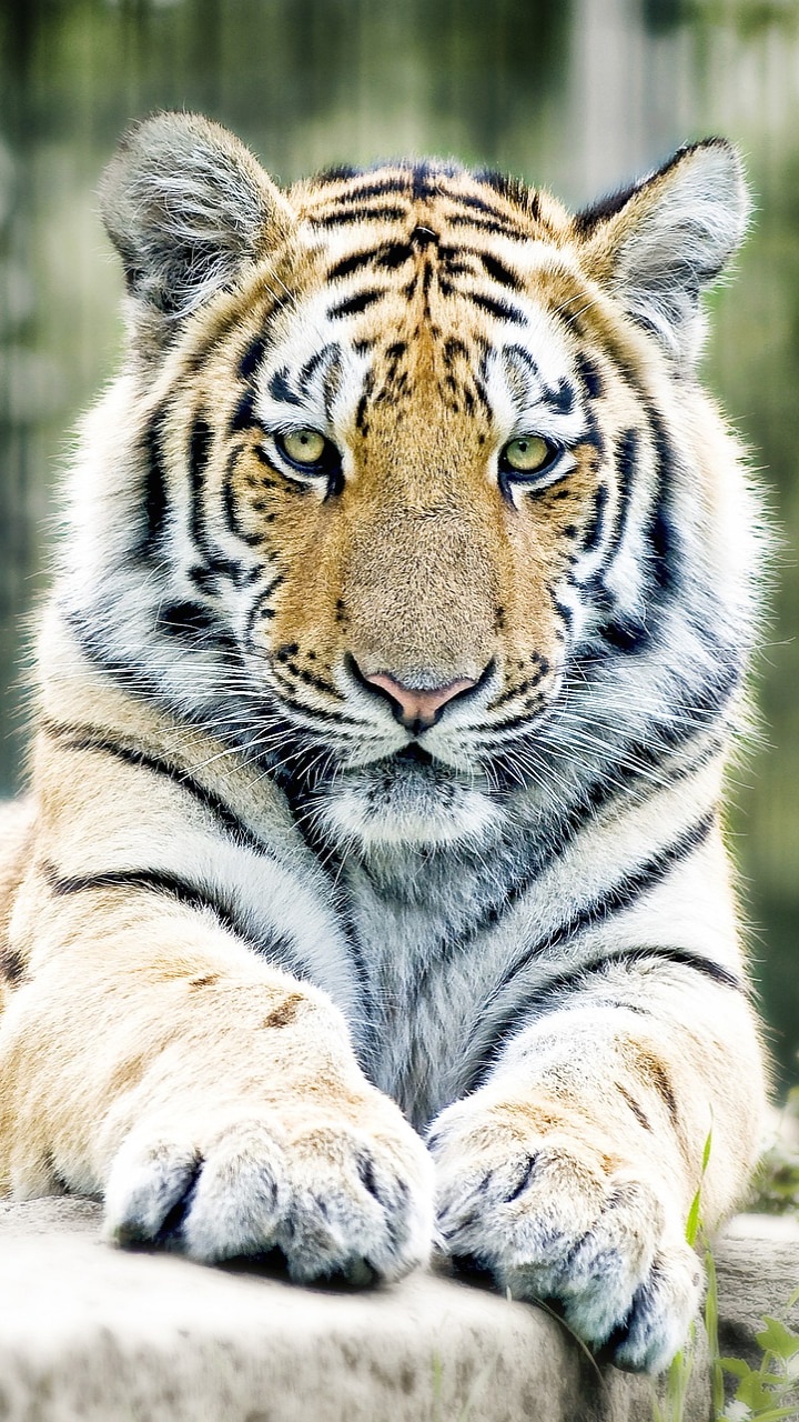10 Amazing And Crazy Facts About Tigers