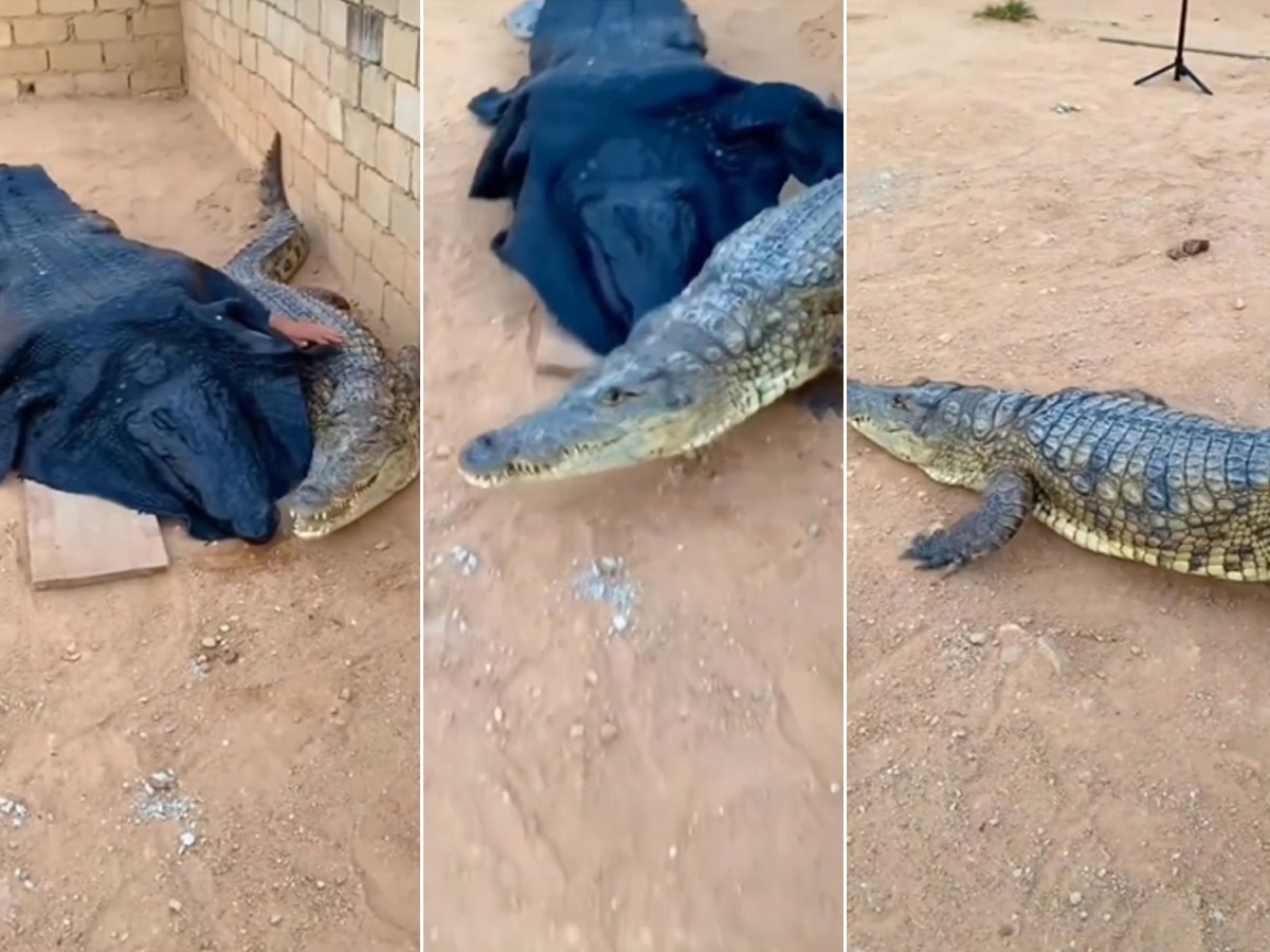Magarmach Ka Video: नकली मगरमच्छ बनकर असली के बगल में लेट गया शख्स, तभी ...