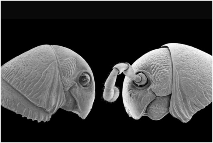 200 Legs’! Alien-Like Creatures Discovered In Tanzania Jungles