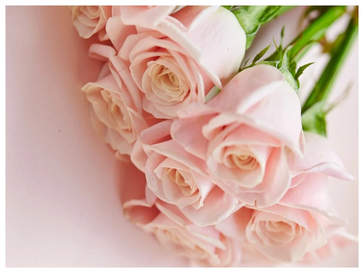 Rose Day 2024 Why we celebrate rose day date history and significance