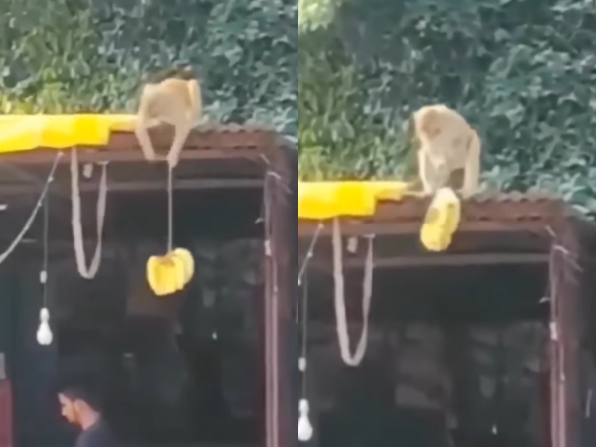Bandar Ka Video: चालाकी से केले चुराने लगा बंदर, आगे जो हुआ धमाल लगेगा ...