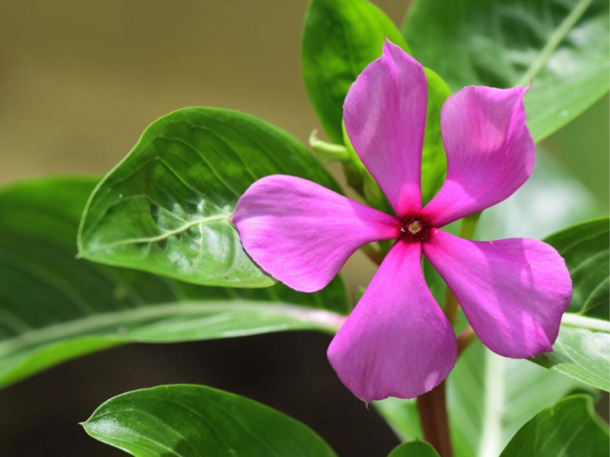 Sadabahar Phool से सेहत को मिलते हैं जबरदस्त फायदे, Diabetes से लेकर इन ...