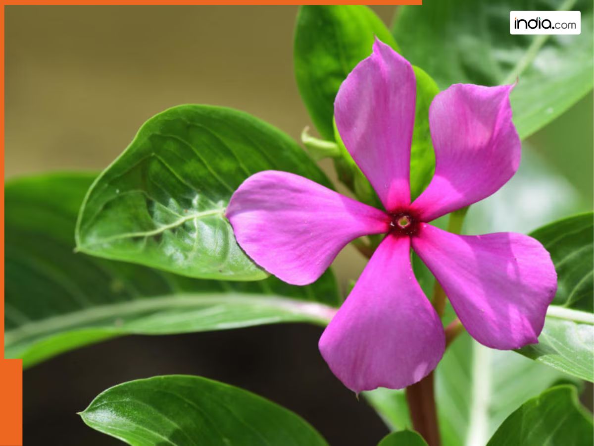 Sadabahar Phool से सेहत को मिलते हैं जबरदस्त फायदे, Diabetes से लेकर इन ...