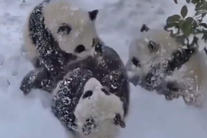 Cutest Baby Pandas In Action Will Blow Your Minds, Fill Your Hearts ...