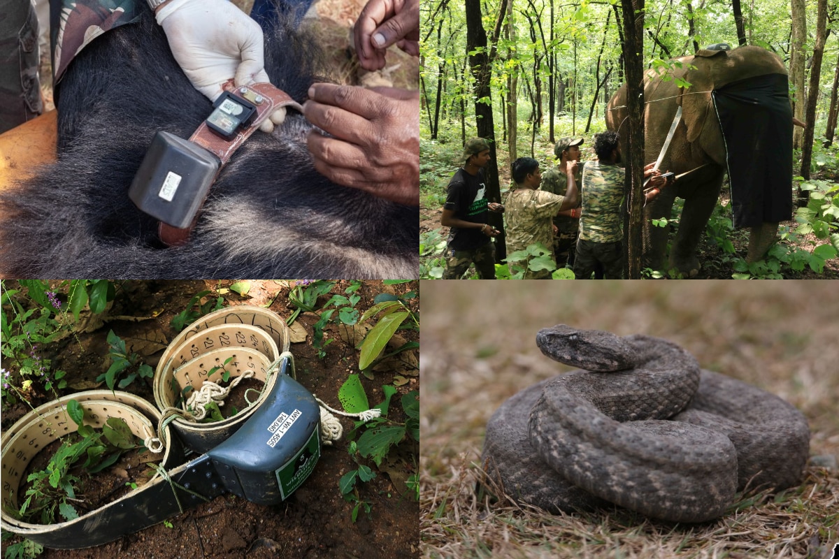 World Wildlife Day: Digital Innovation For Wildlife Care Takes Centre Stage