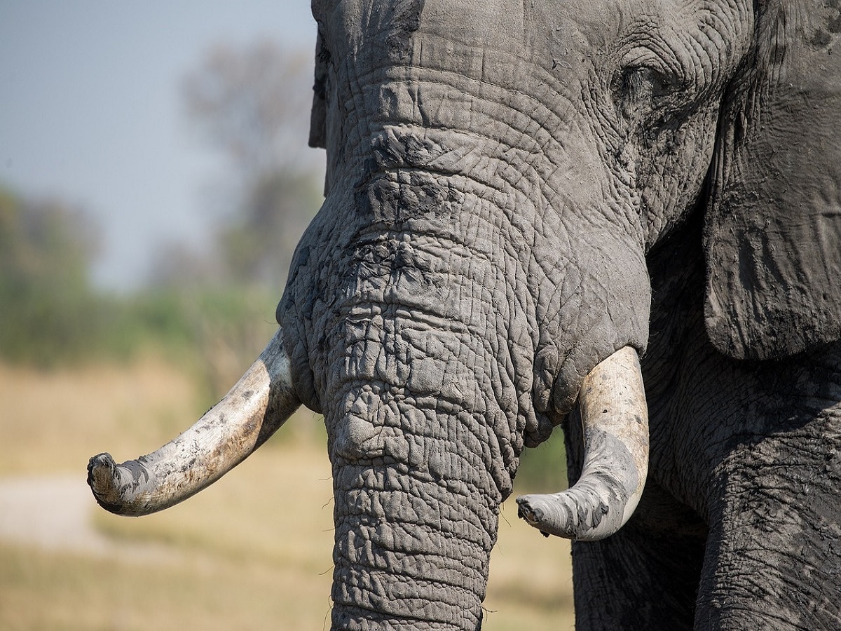 Bengaluru: DRI Busts Illegal Elephant Tusk Trade, Seven Arrested