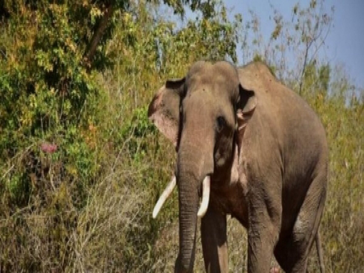 Hathi Ka Hamla: हाथी को डराने के लिए बुजुर्ग ने फोड़े पटाखे, तभी जानवर ...