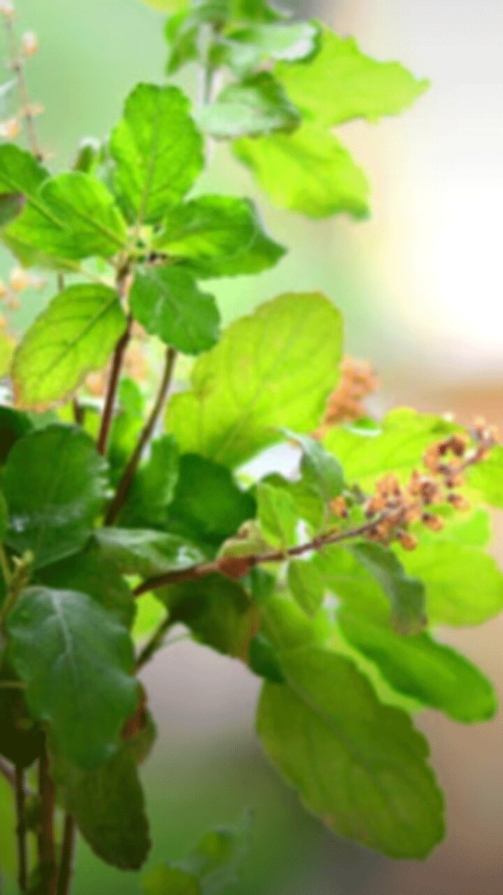 रोज खाली पेट खाएं 2 तुलसी के पत्ते, शरीर में दिखने लगेंगे ये बदलाव