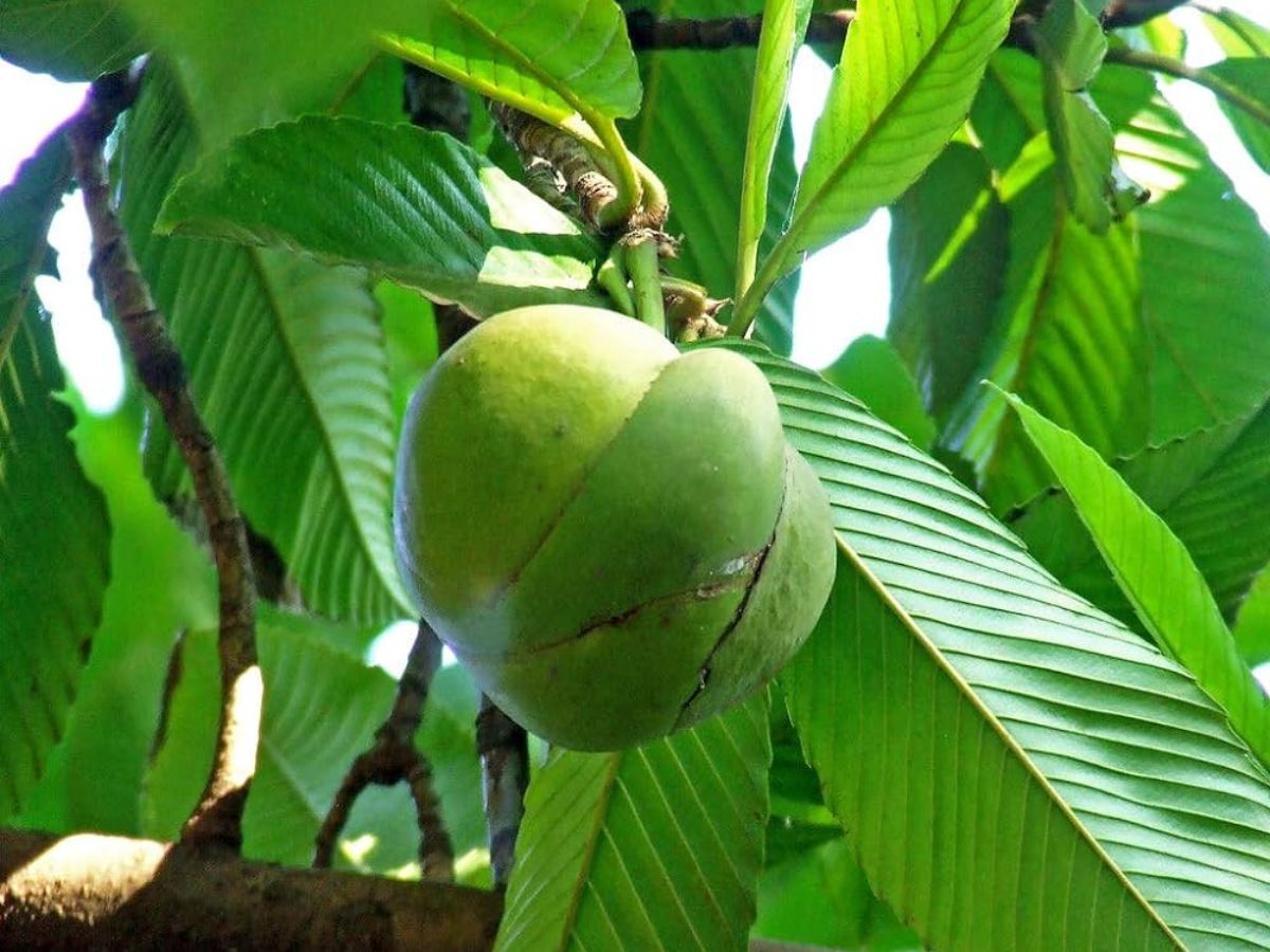 Elephant Apple Benefits: हाथी सेब का सेवन इन बीमारियों से दिला सकता है ...