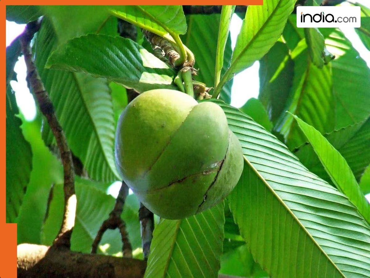 Elephant Apple Benefits: हाथी सेब का सेवन इन बीमारियों से दिला सकता है ...