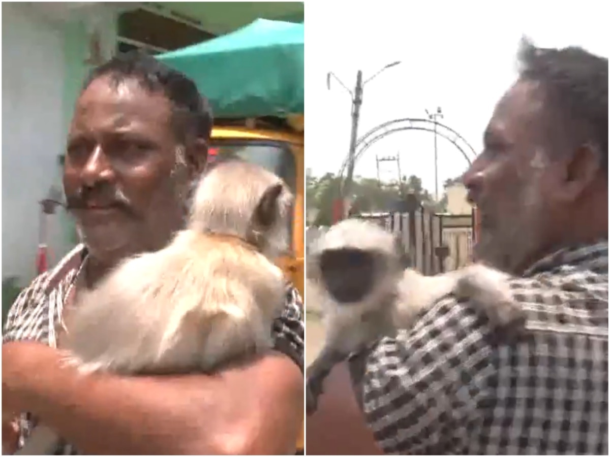 WATCH: Maharashtra Man Goes To Vote, Takes His Pet Monkey 'Bajrang ...