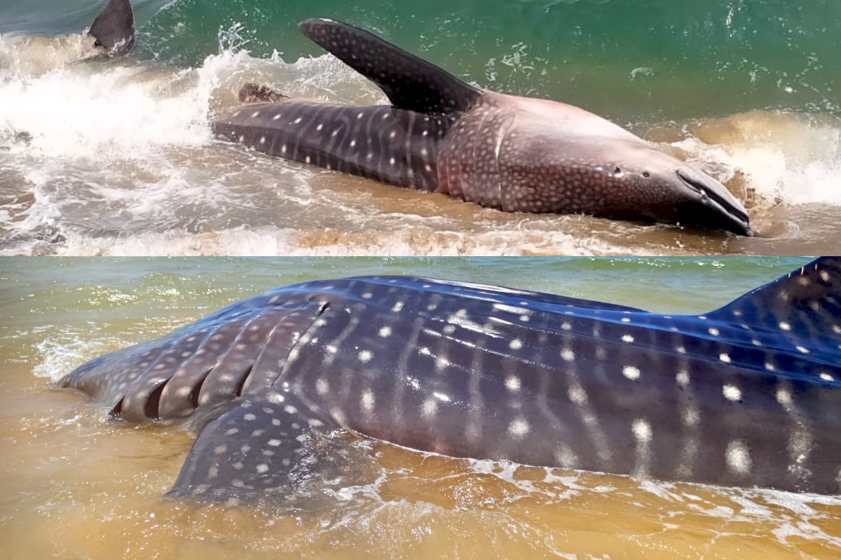 Five Whale Sharks Rescued In Four Days By Kerala Fishermen, Wildlife ...