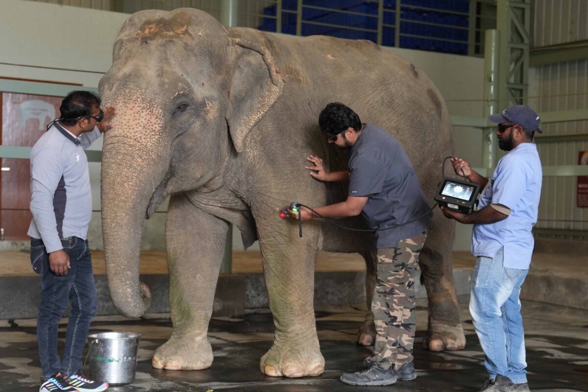 Save The Elephant Day Highlights Foot Care Crisis Among Captive Elephants