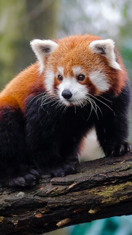 Himalayas Animals 10 Animals You Can Spot Only In The Himalayas