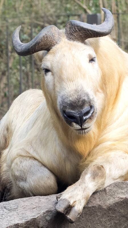 Himalayas Animals 10 Animals You Can Spot Only In The Himalayas