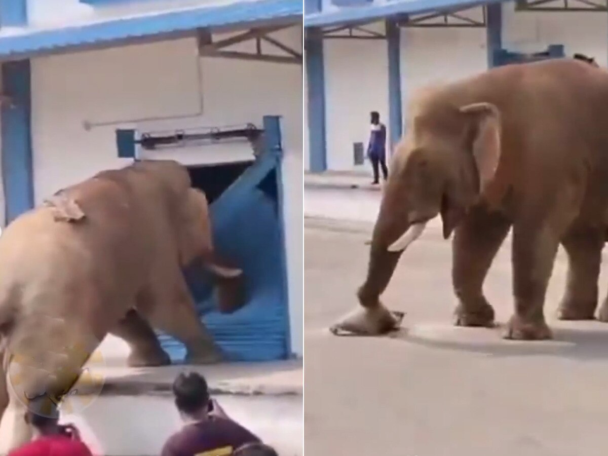 Hathi Ka Video: खाना नहीं मिला तो गोदाम में घुस गया हाथी, फिर जो किया ...