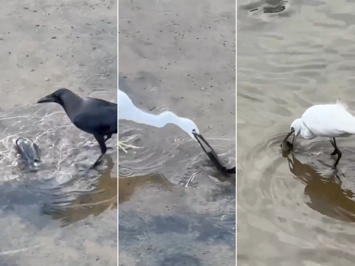 Bagule Ka Video: पानी से बाहर आते ही तड़पने लगी मछली, फिर बगुले ने जो ...