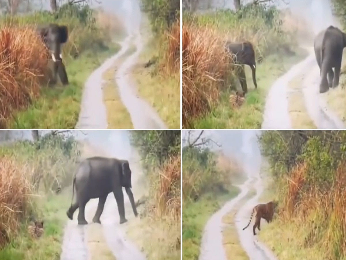 Hathi Ka Video: हाथी को देखते ही बाघ की सिट्टी-पिट्टी गुम, गुस्सा देखते ...