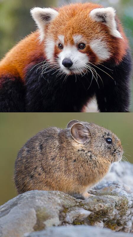 Top 10 Rare Animal Species