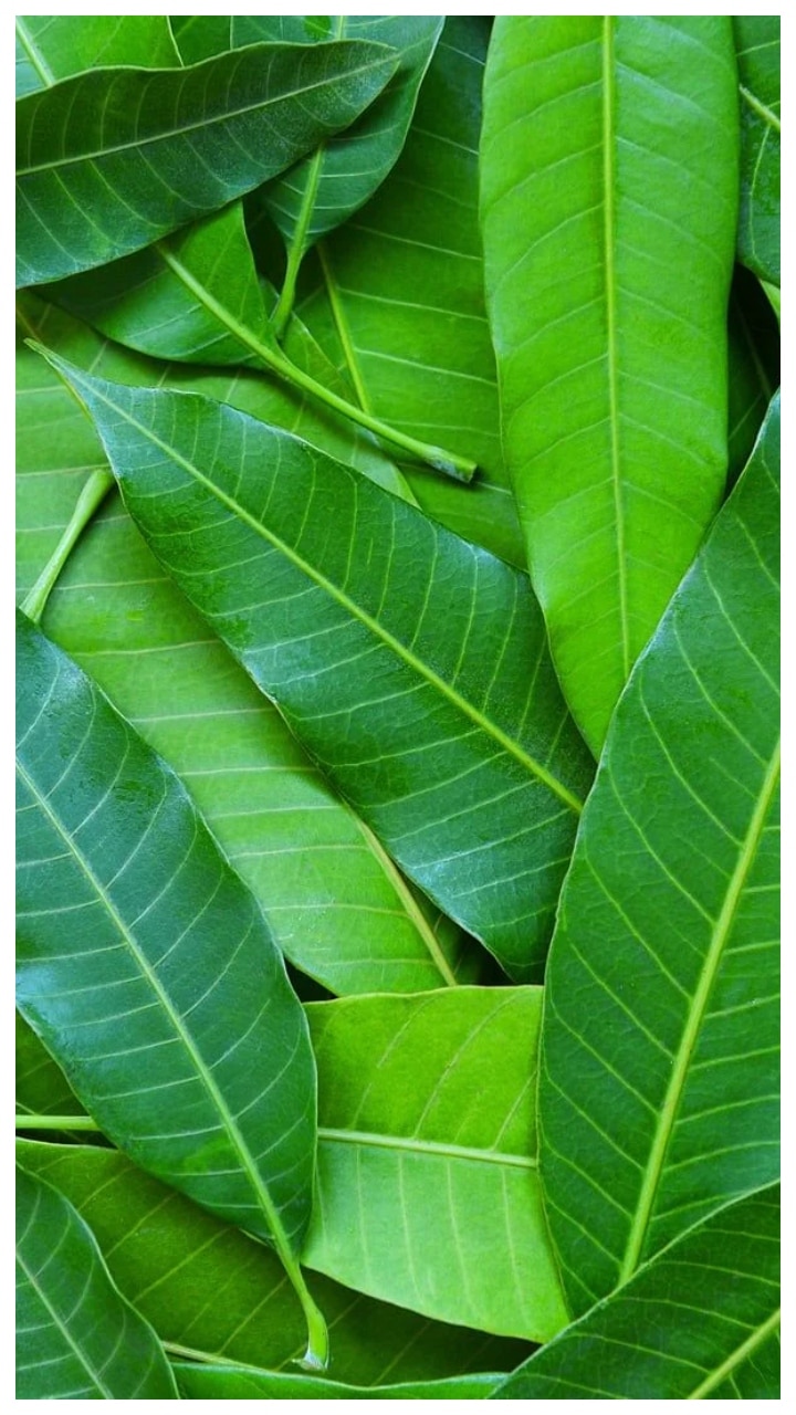 सुबह खाली पेट पिएं आम की पत्तियों का पानी, डायबिटीज से मिलेगा छुटकारा