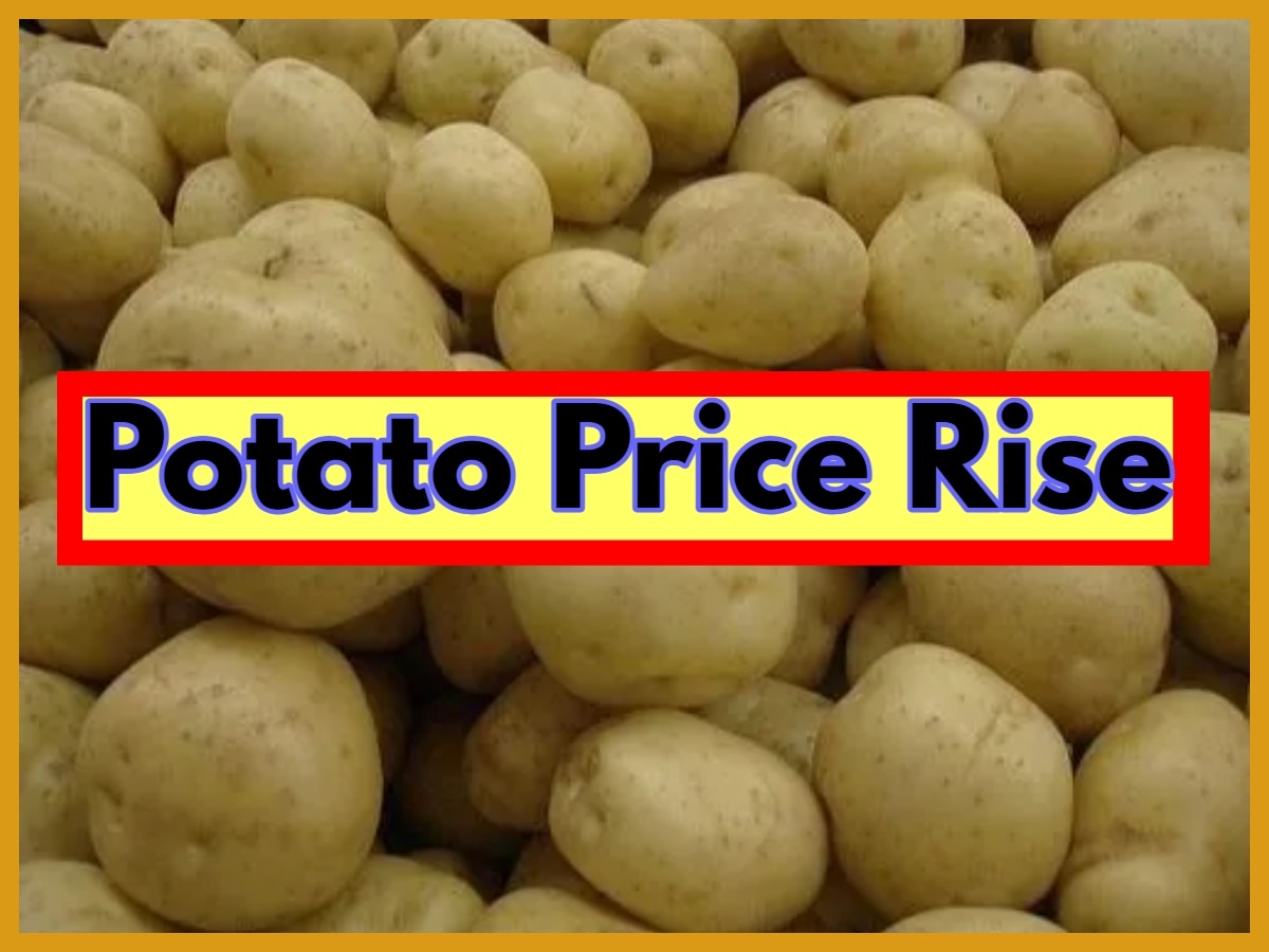 Potato Price Rise: एक माह में 7 फीसदी चढ़े आलू के दाम, चेन्नई में 50 ...