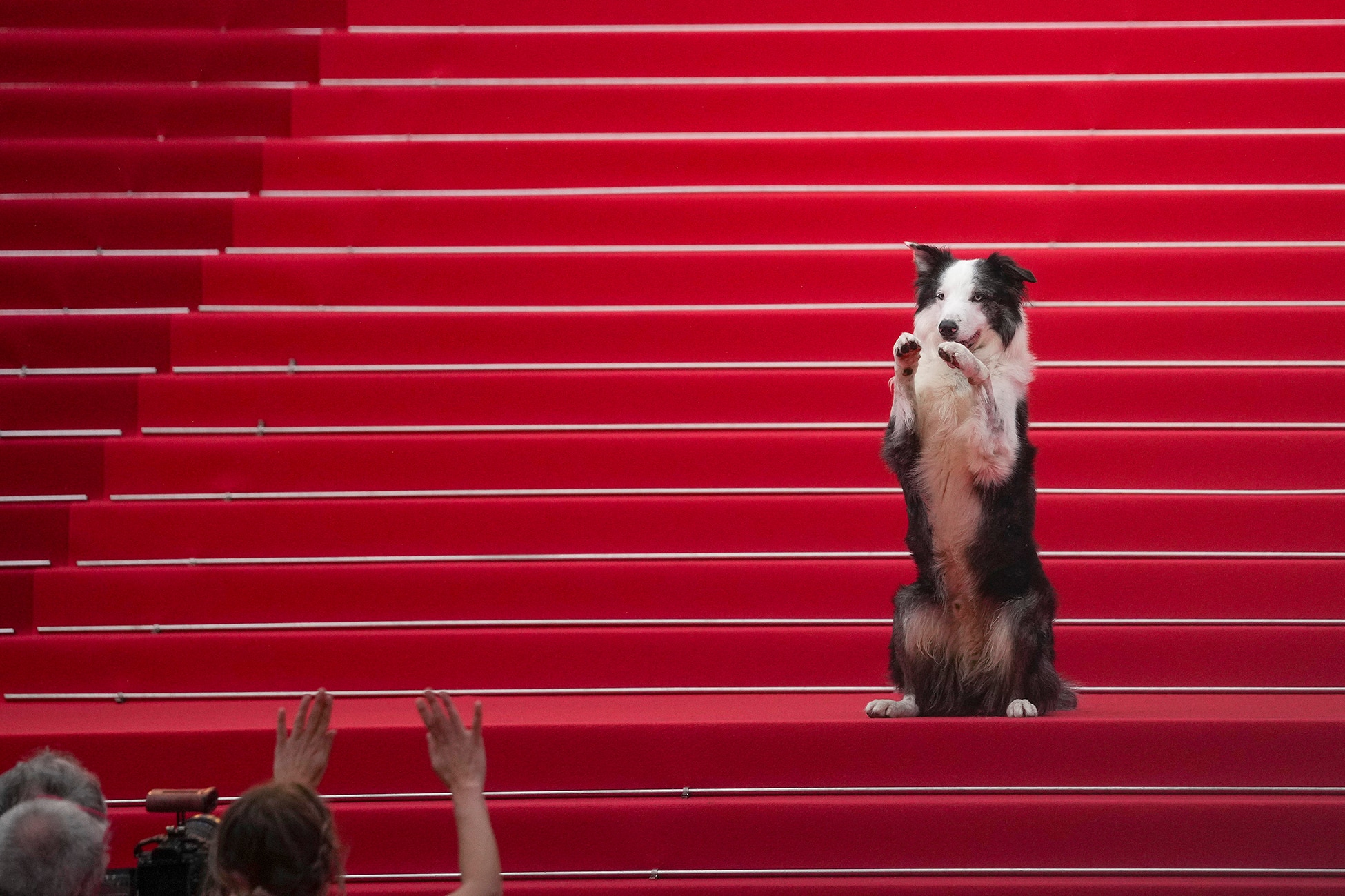 Cannes 2024: How It Works, Who Attends, All You Need to Know From ...